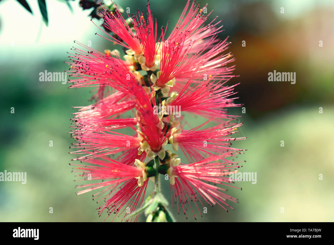 Callistemon Viminalis Little John Stock Photos & Callistemon Viminalis ...