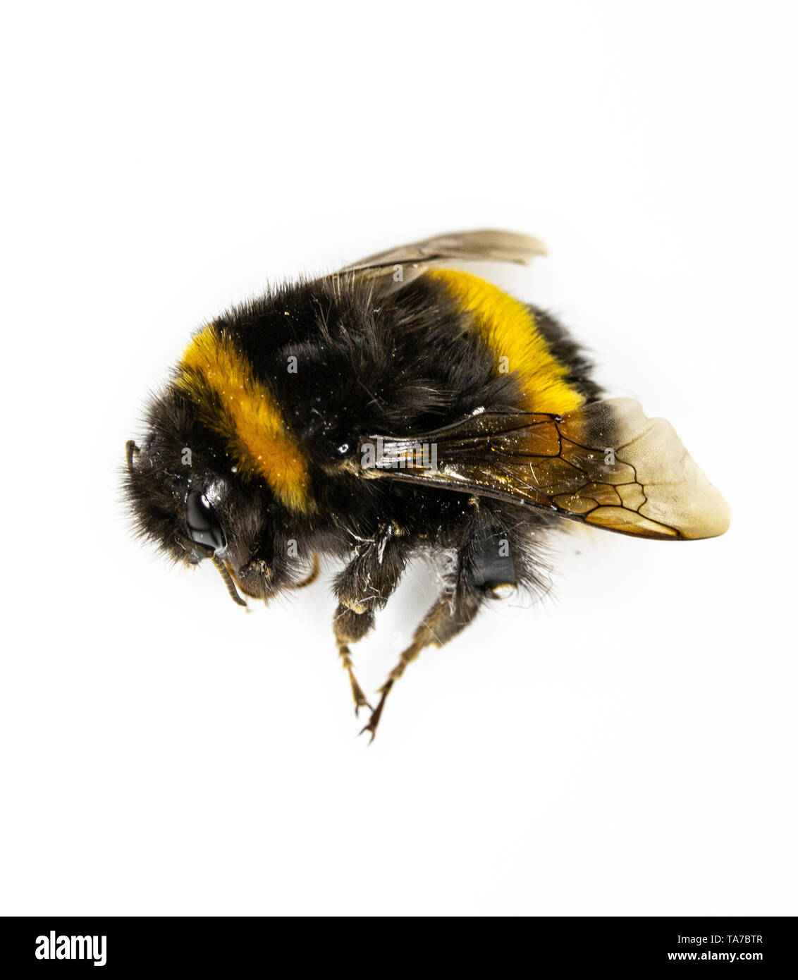 Dead Bumblebee Bee Insect on White Background Stock Photo - Alamy