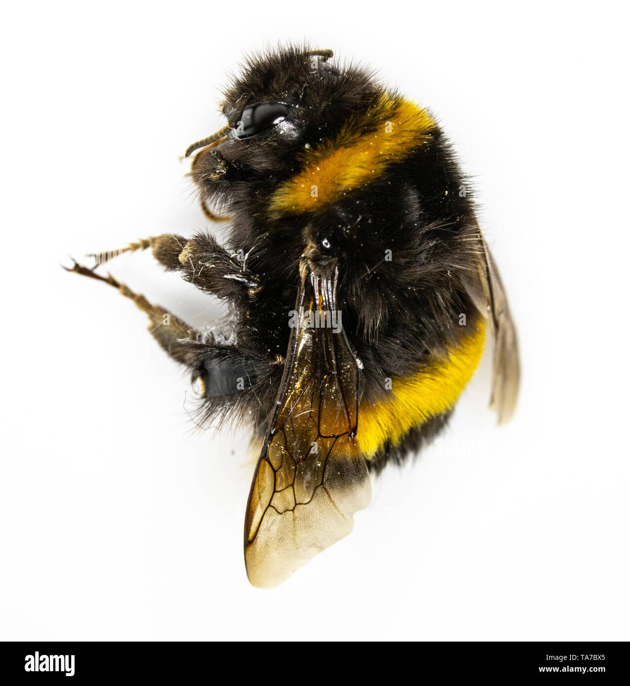 Dead bee hi-res stock photography and images - Alamy