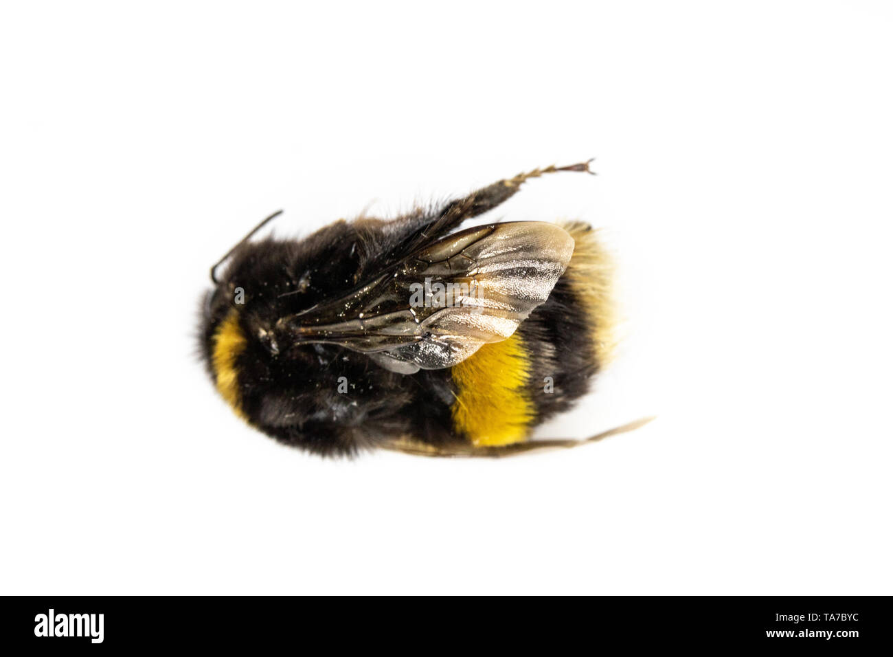 Dead Bumblebee Bee Insect on White Background Stock Photo - Alamy