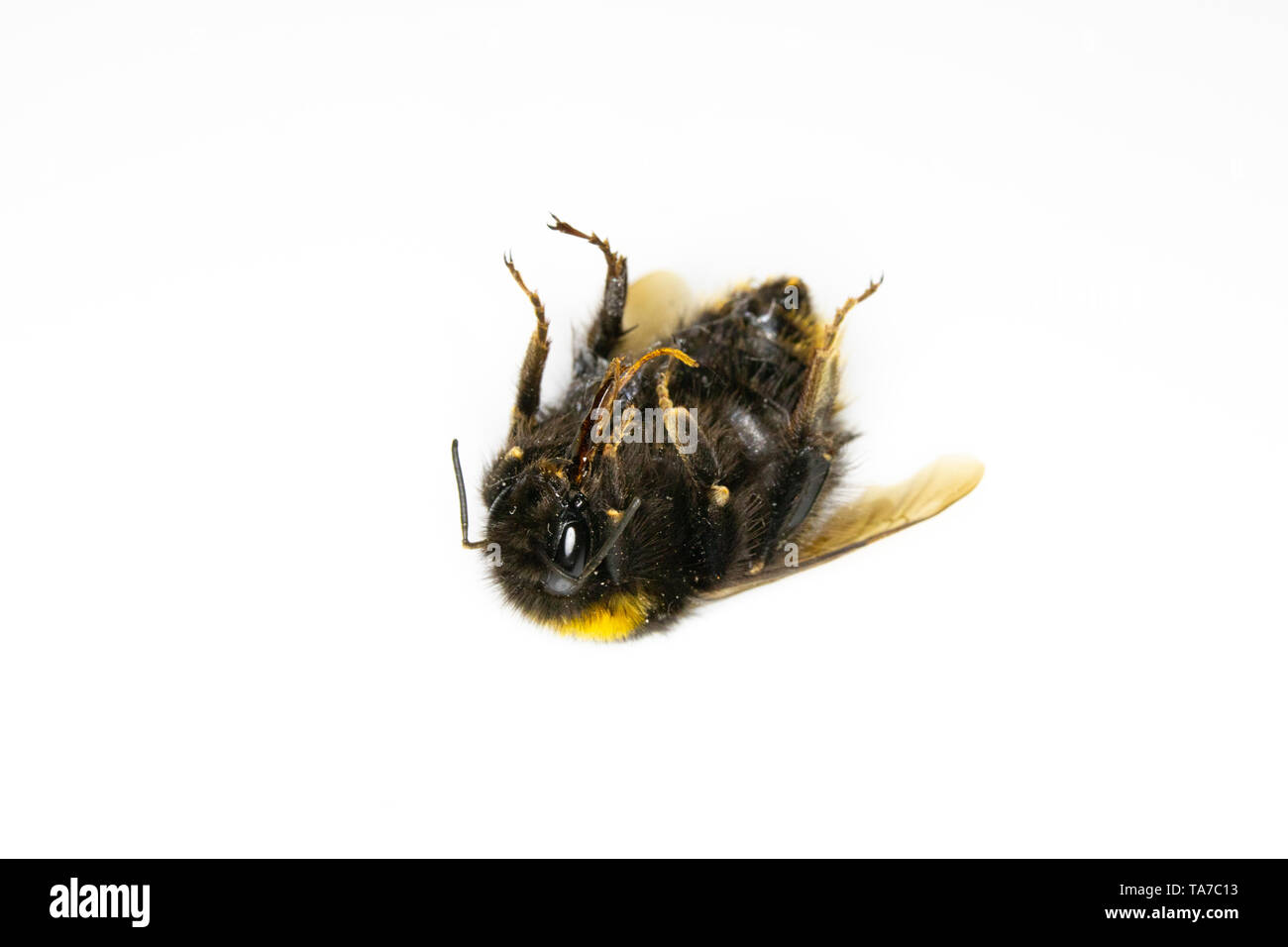 Dead Bumblebee Bee Insect on White Background Stock Photo - Alamy