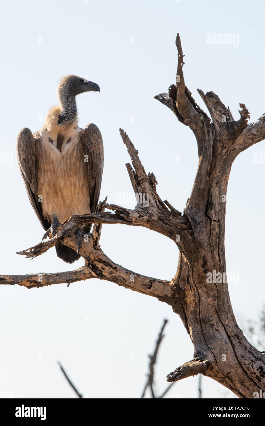 Scavenger bird raptor tree hi-res stock photography and images - Alamy