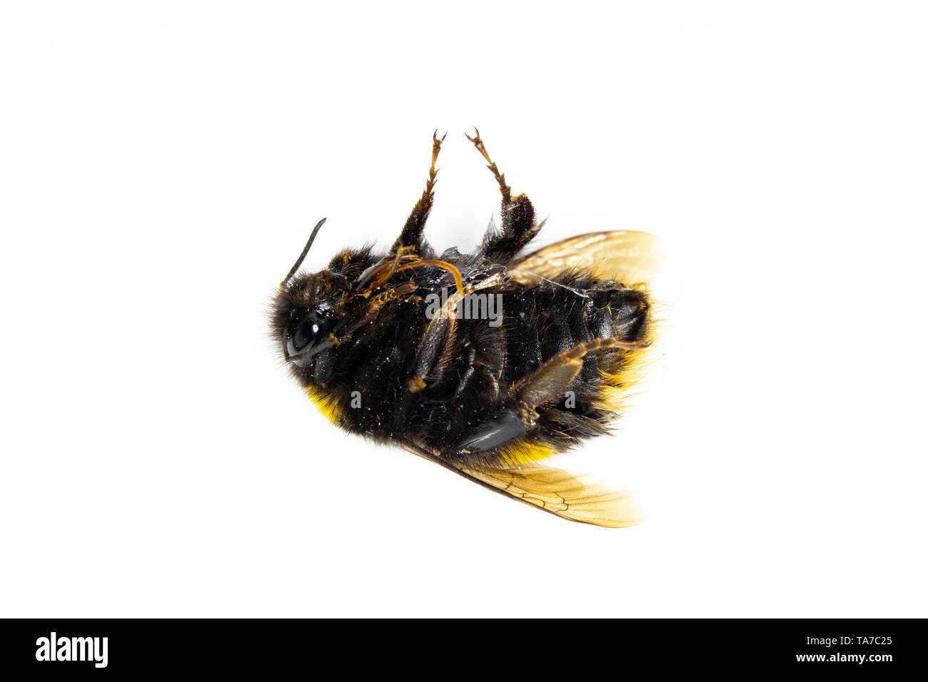 Dead Bumblebee Bee Insect on White Background Stock Photo - Alamy