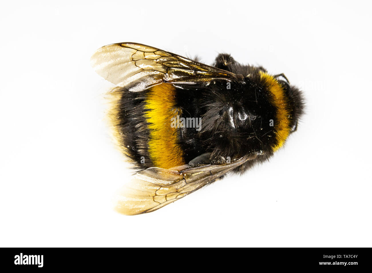 Dead Bumblebee Bee Insect on White Background Stock Photo - Alamy