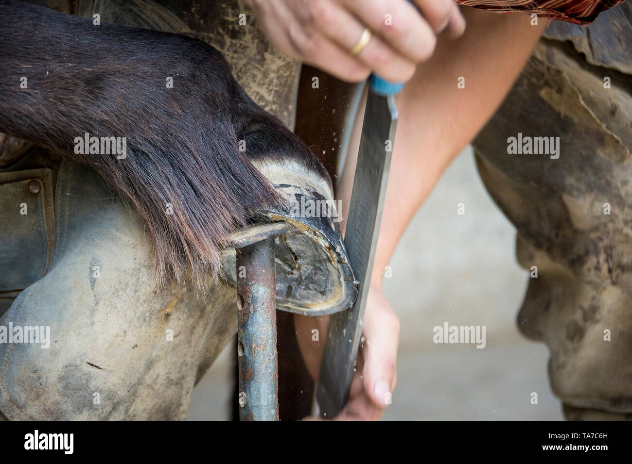 Farrier hi-res stock photography and images - Alamy
