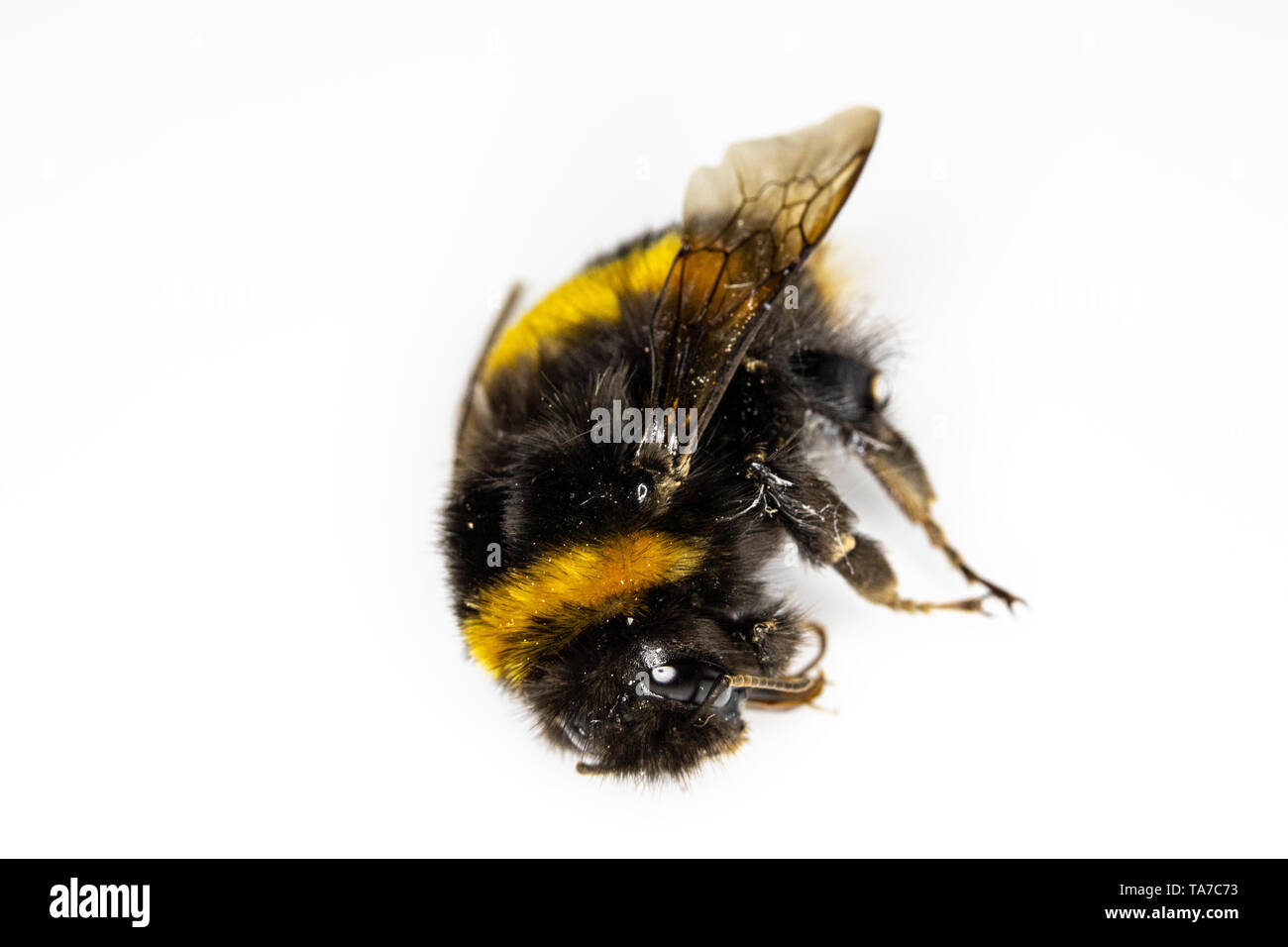 Dead Bumblebee Bee Insect on White Background Stock Photo - Alamy