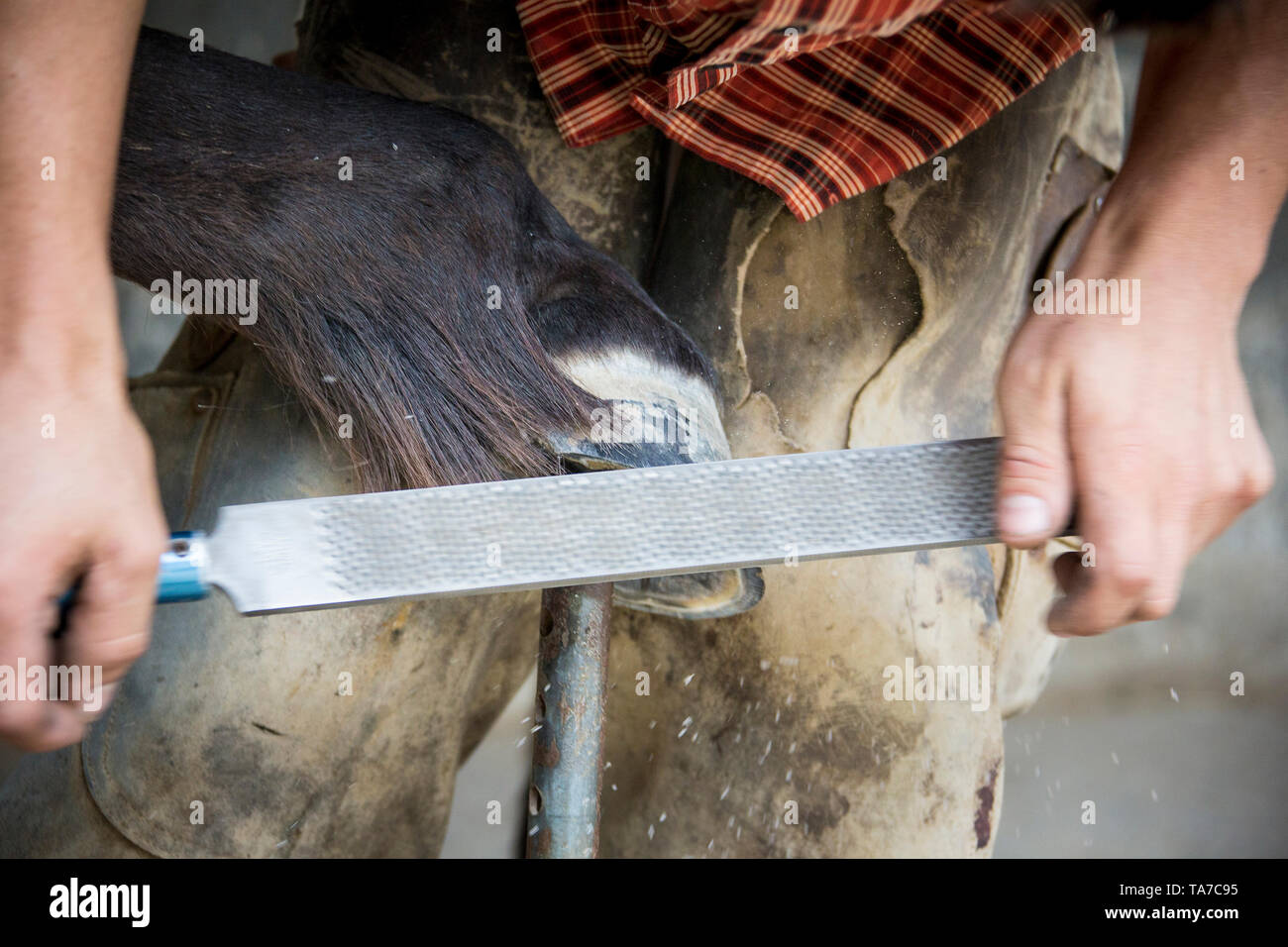 Farrier rasping a hoof. Austria Stock Photo - Alamy