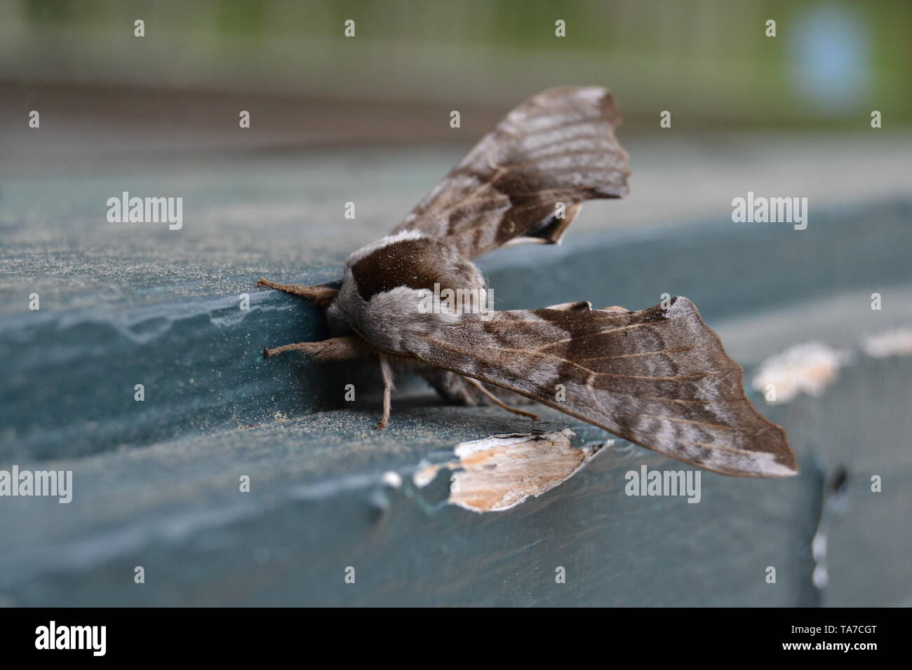 A pandorus sphinx moth, Eumorpha pandorus, resting on a park bench ...