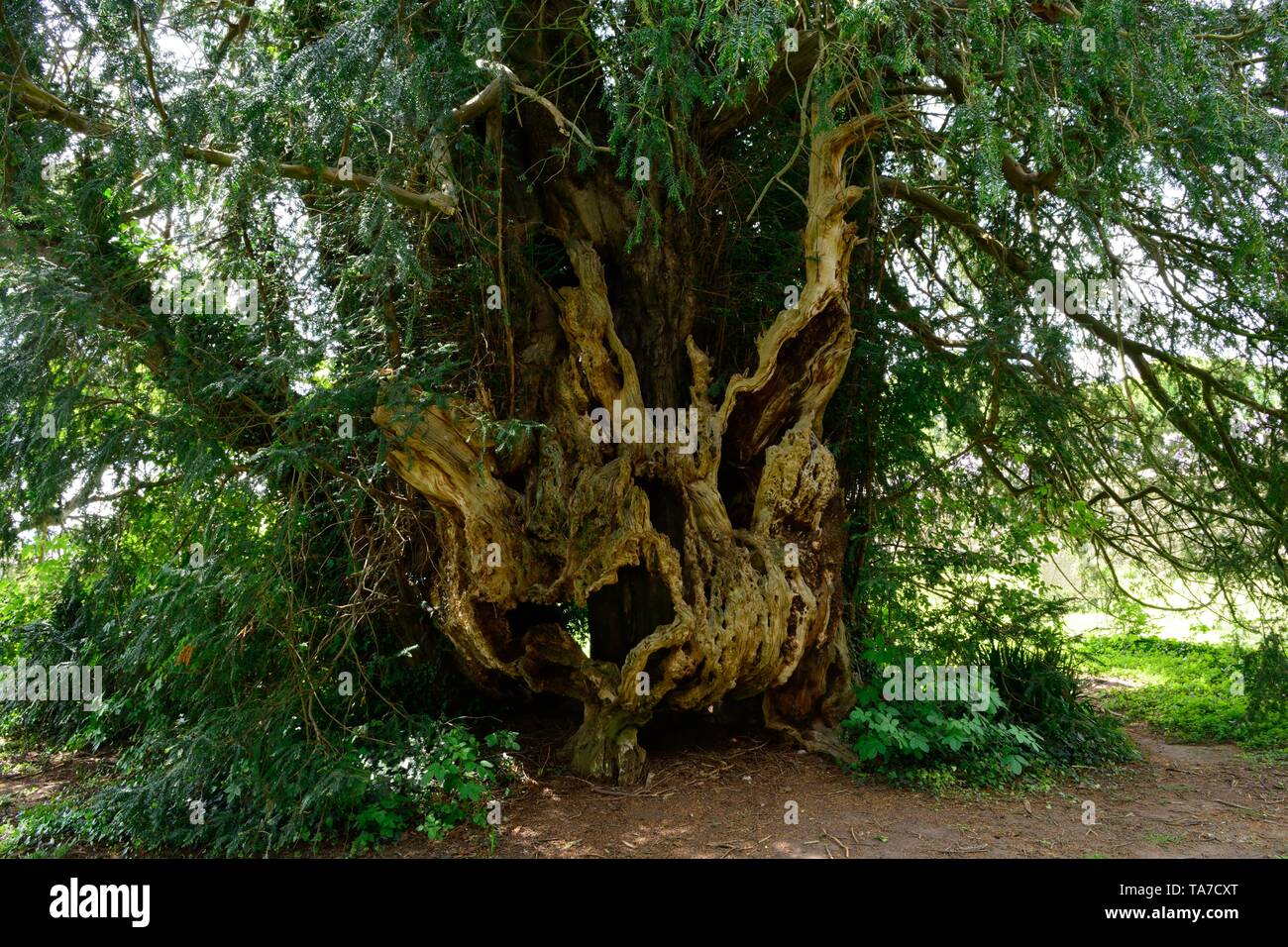 Bettws Newydd Yew tree pitted and twisted yew over 1000 years old yew ...