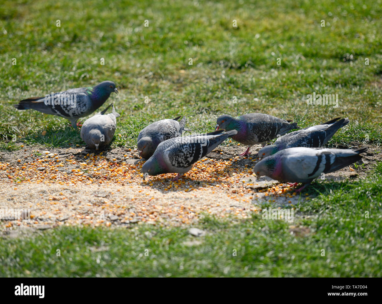 Tauben essen hi-res stock photography and images - Alamy