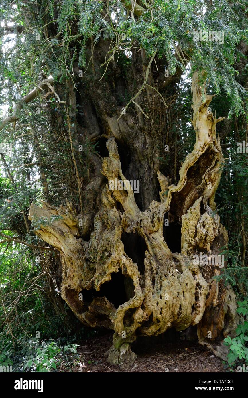Oldest tree uk hi-res stock photography and images - Alamy