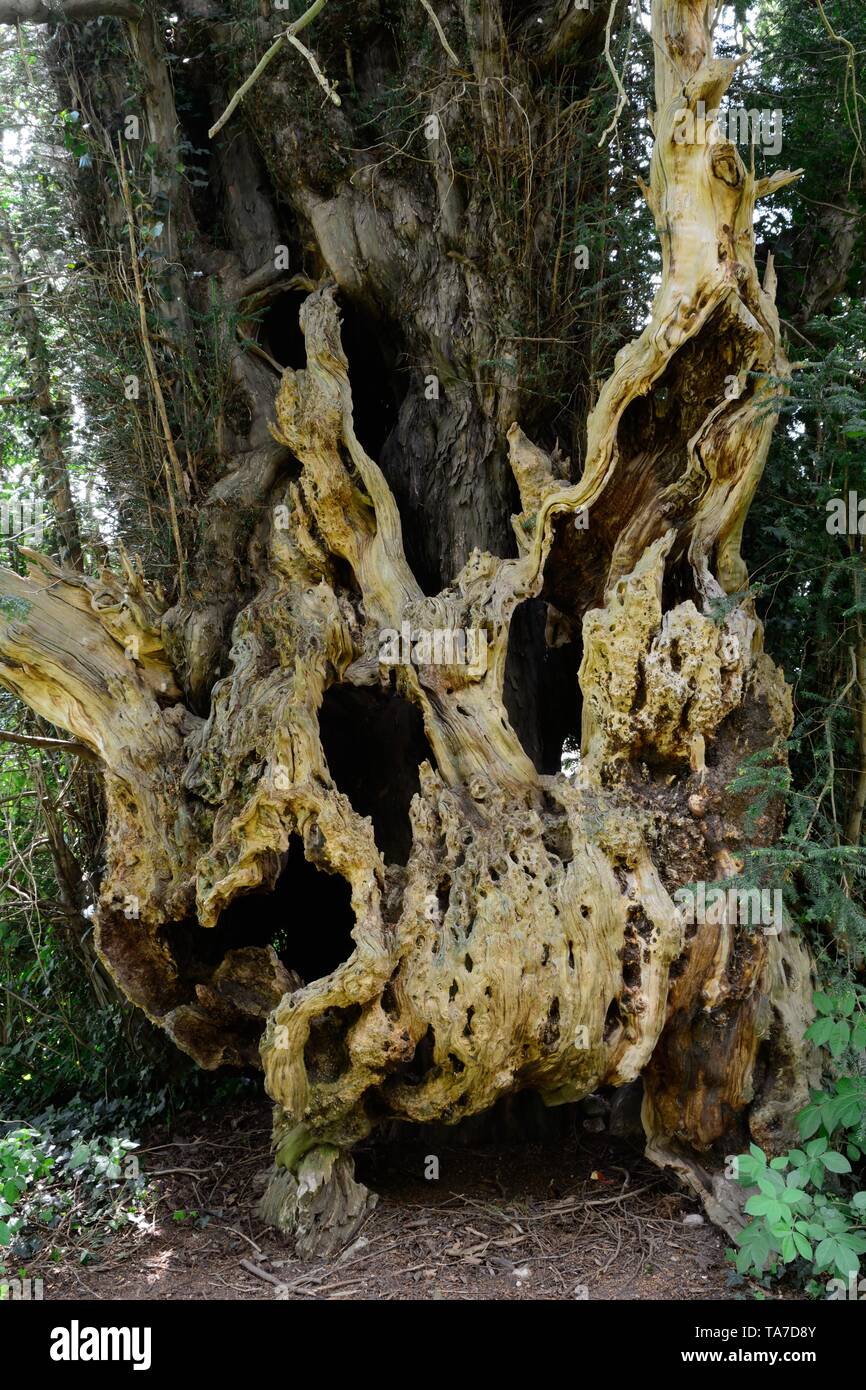 Oldest tree uk hi-res stock photography and images - Alamy