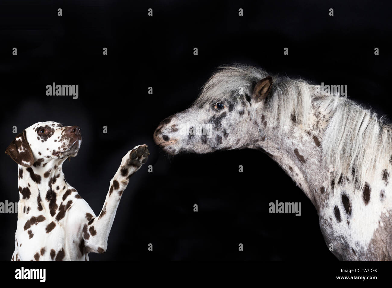 Dog lifting leg inside hi-res stock photography and images - Alamy