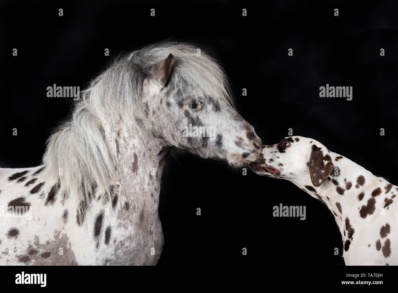Miniature Appaloosa and Dalmatian dog. Adult horse and adult dog nose ...