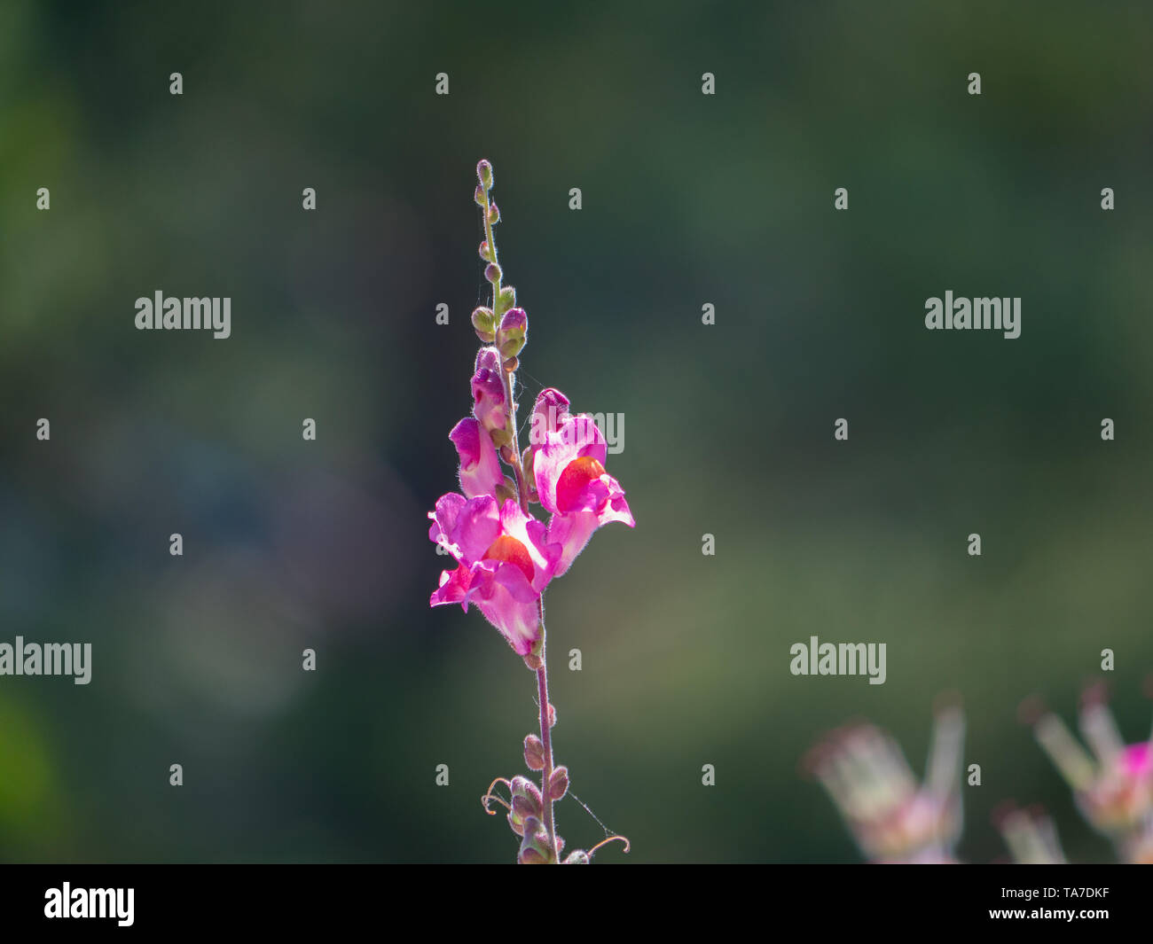 Tropical island palm flowers hi-res stock photography and images - Alamy