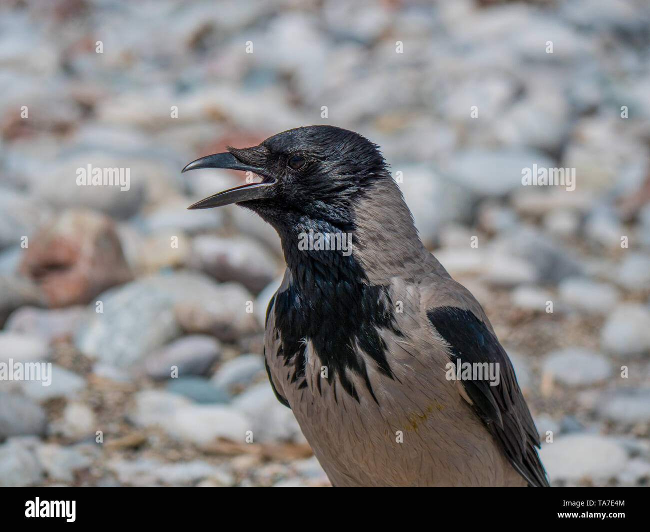 Adult crow on the beach close portrait Stock Photo - Alamy