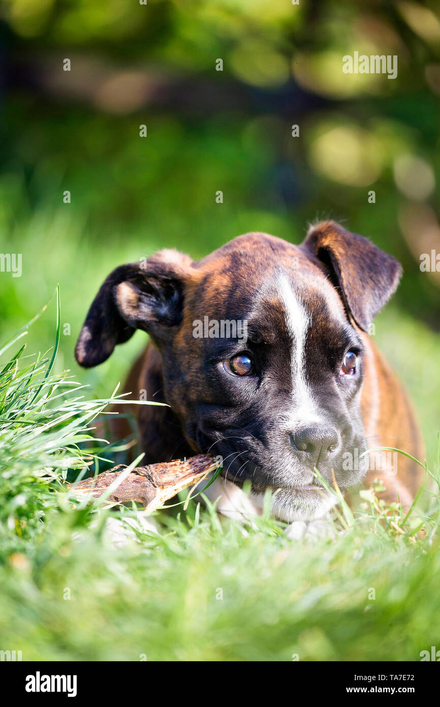 German Boxer. Puppy lying in a garden, chewing on a stick. Germany ...