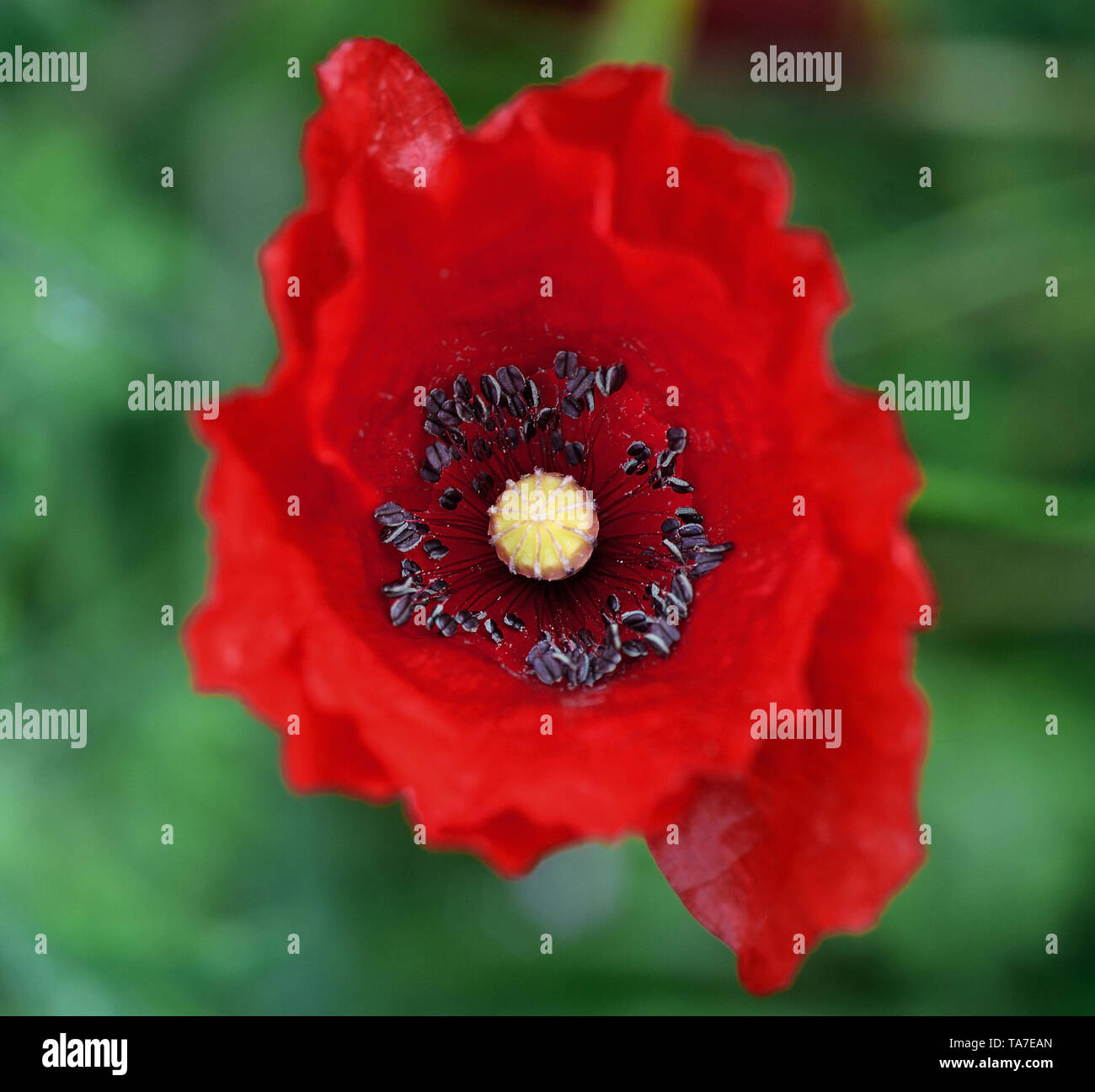 Abstract flower center detail hi-res stock photography and images - Alamy