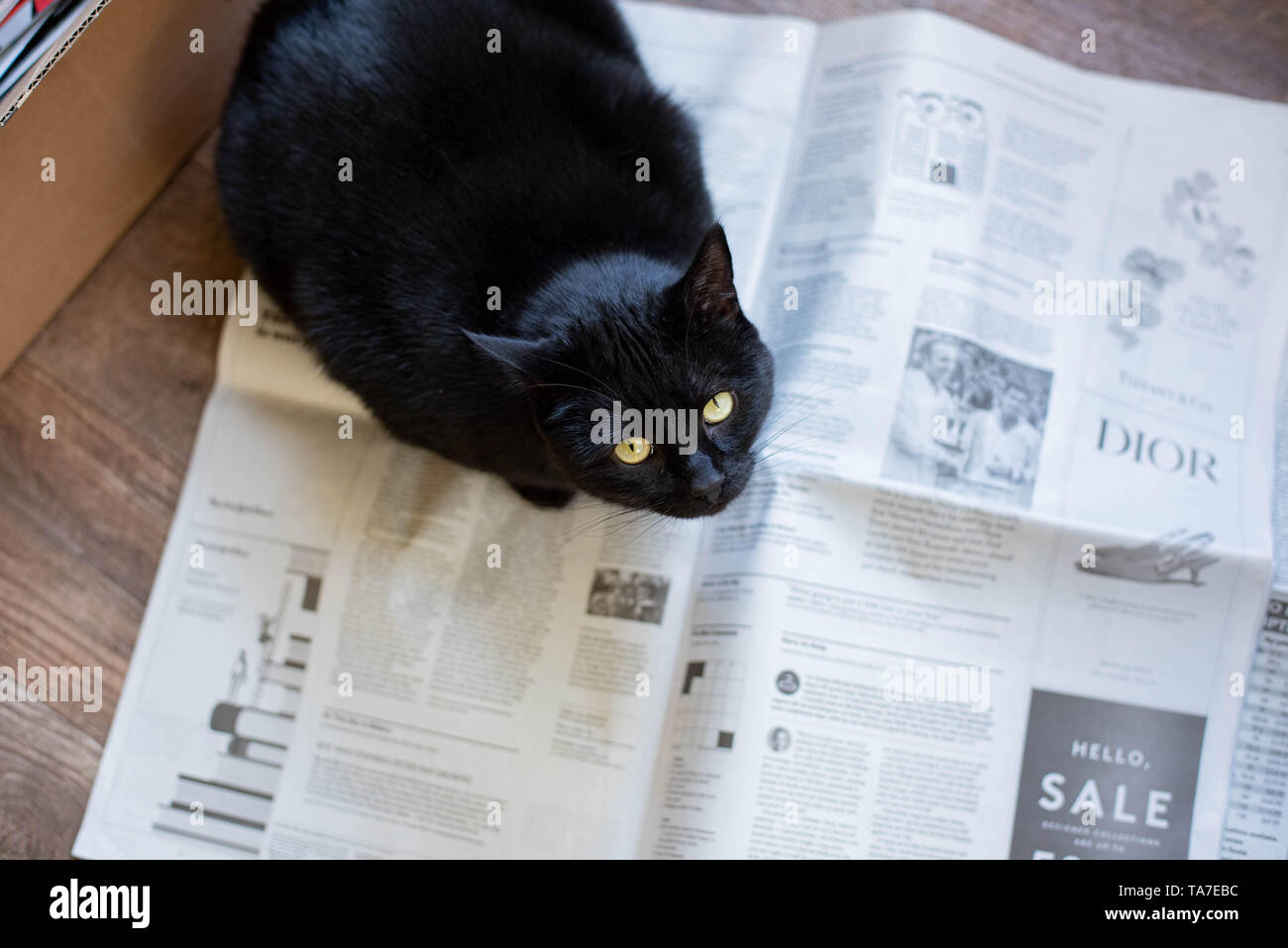 Cat Camera Newspaper