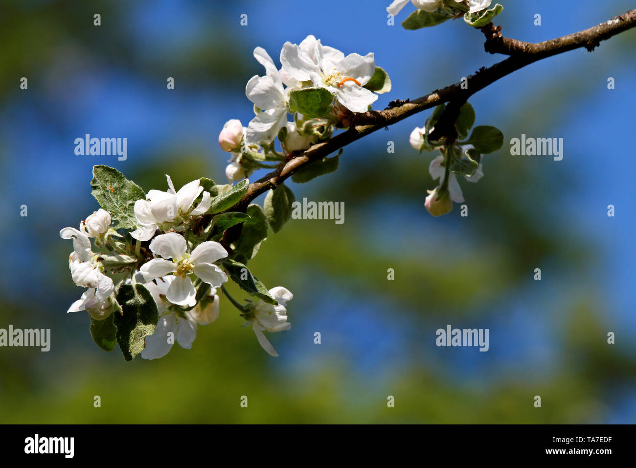 Beautiful white flowers of an apple tree in spring light Stock Photo ...