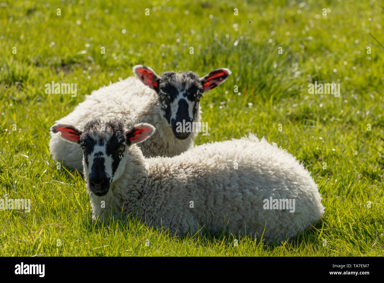 Two lambs in english hi-res stock photography and images - Alamy