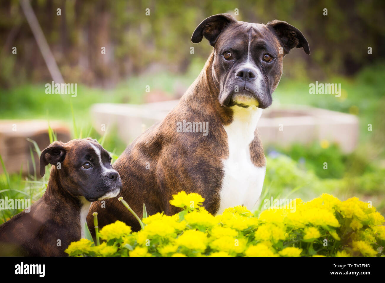 German Boxer. Mother with puppy in a garden. Germany Stock Photo - Alamy