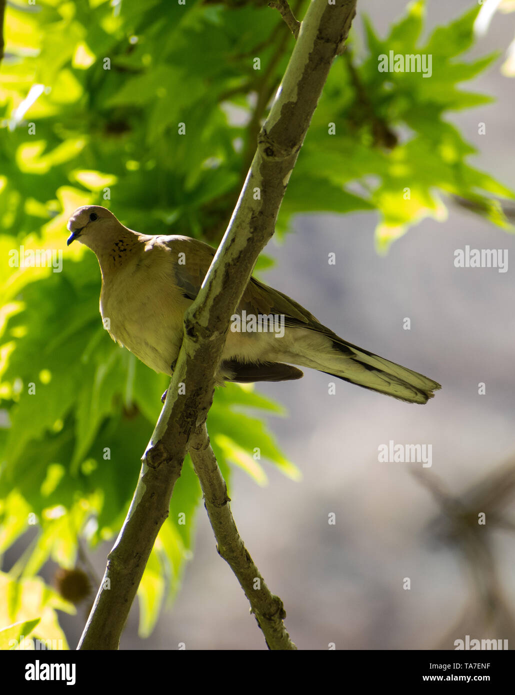 Laughing dove perched on branch of tree Stock Photo - Alamy