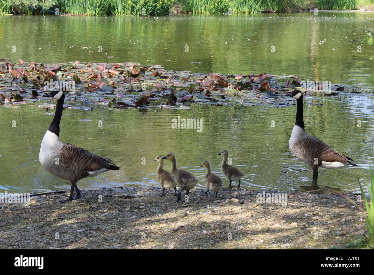 Sunlight geese hi-res stock photography and images - Alamy