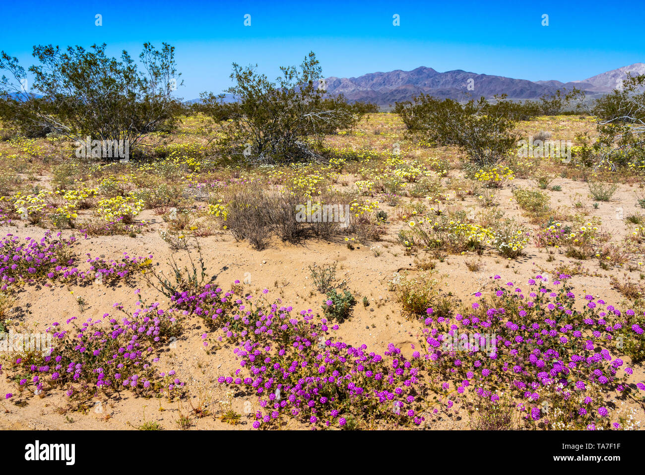 Mojave desert plants hi-res stock photography and images - Alamy