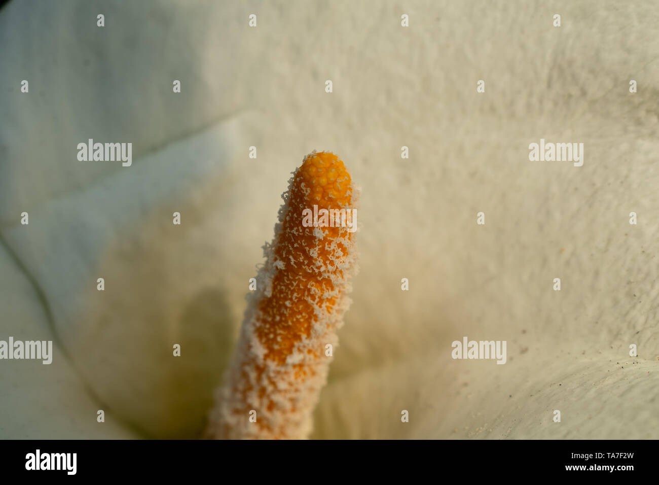 Pollen reproduction hi-res stock photography and images - Alamy