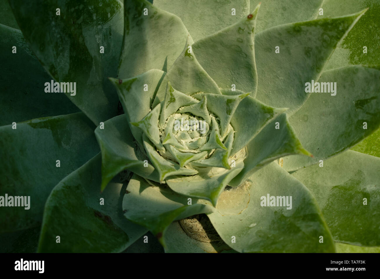 White mexican rose hi-res stock photography and images - Alamy