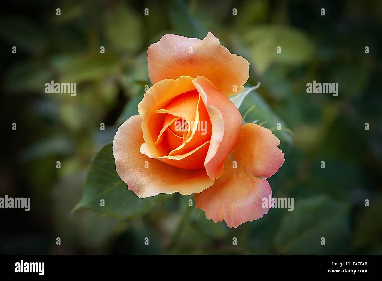 Tea rose hi-res stock photography and images - Alamy