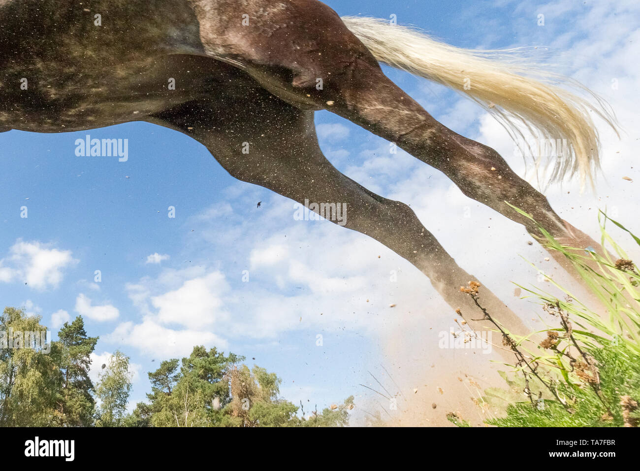 Trakehner cross hi-res stock photography and images - Alamy
