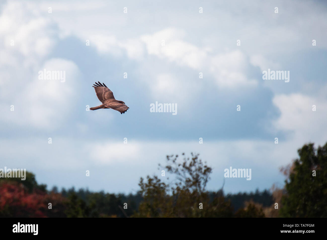 Flying common Buzzard above trees in front of a cloudy sky background ...