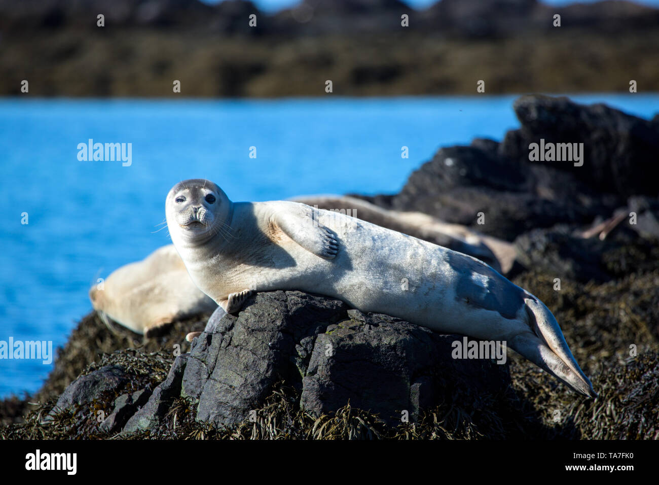 Seal silhouette hi-res stock photography and images - Alamy