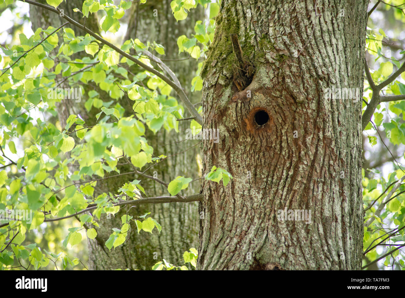 Tree hollow, bird house Stock Photo - Alamy