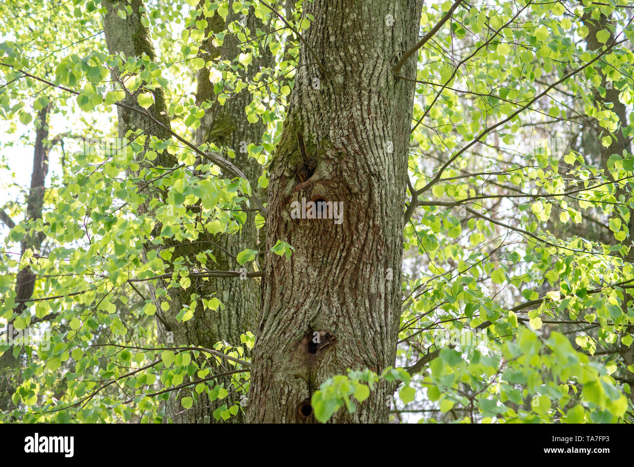 Tree hollow, bird house Stock Photo - Alamy