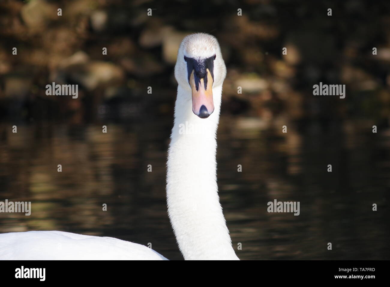 Juvenile Mute Swan (Cygnus olor) Swimming on the River Exe at Salmon ...
