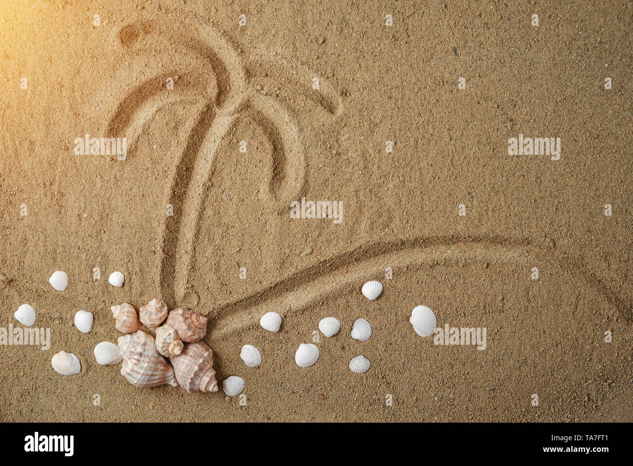 Creative minimal beach concept. Sand palm and seashell on sand ...