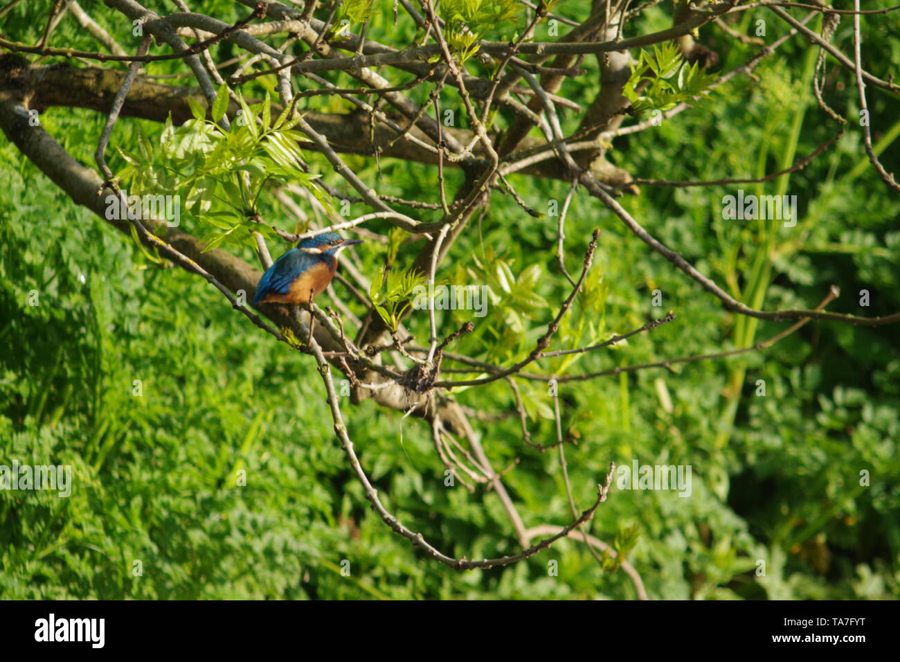 Perched Male Eurasian Kingfisher (Alcedo atthis) in an Ash Tree ...