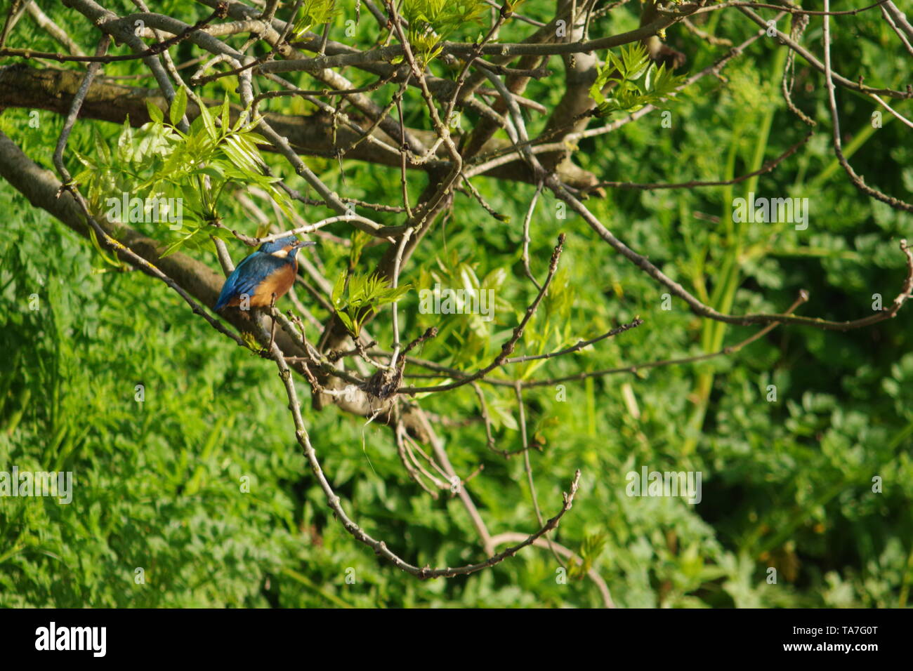 Perched Male Eurasian Kingfisher (Alcedo atthis) in an Ash Tree ...