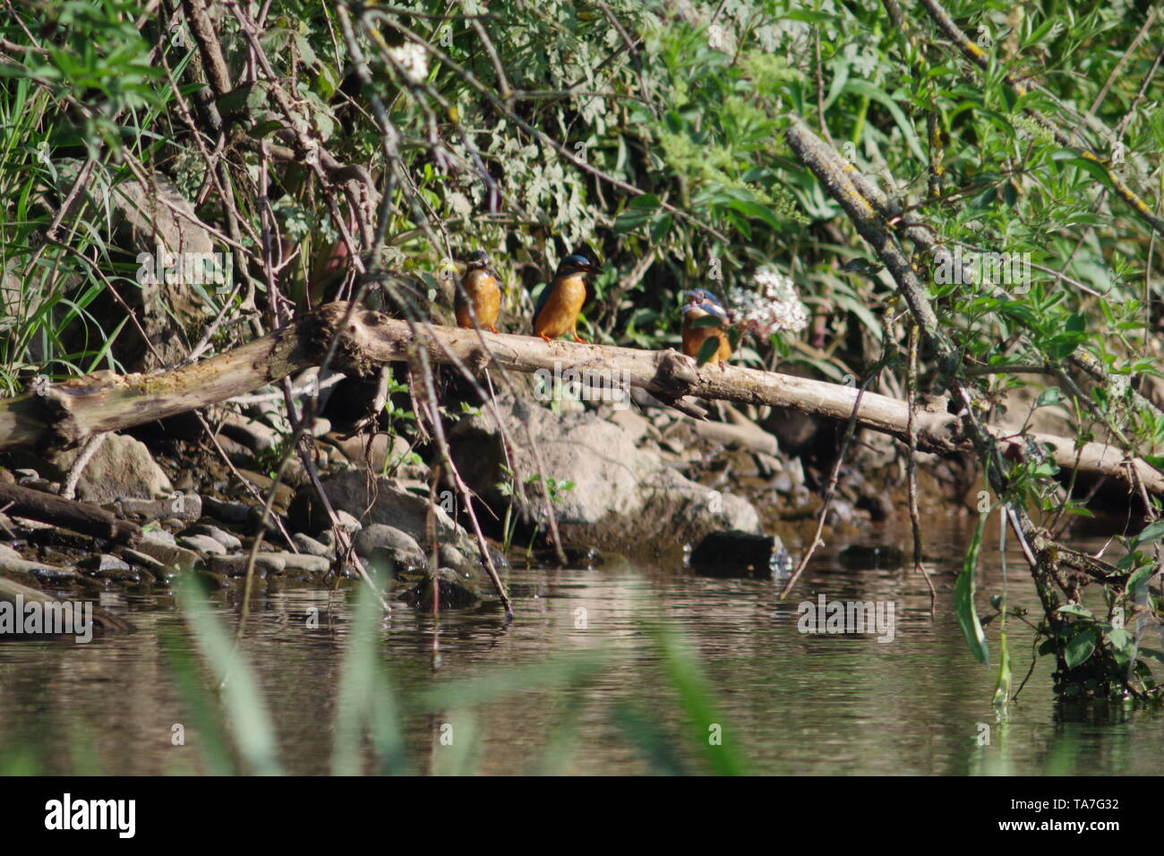 Kingfisher's pool hi-res stock photography and images - Alamy