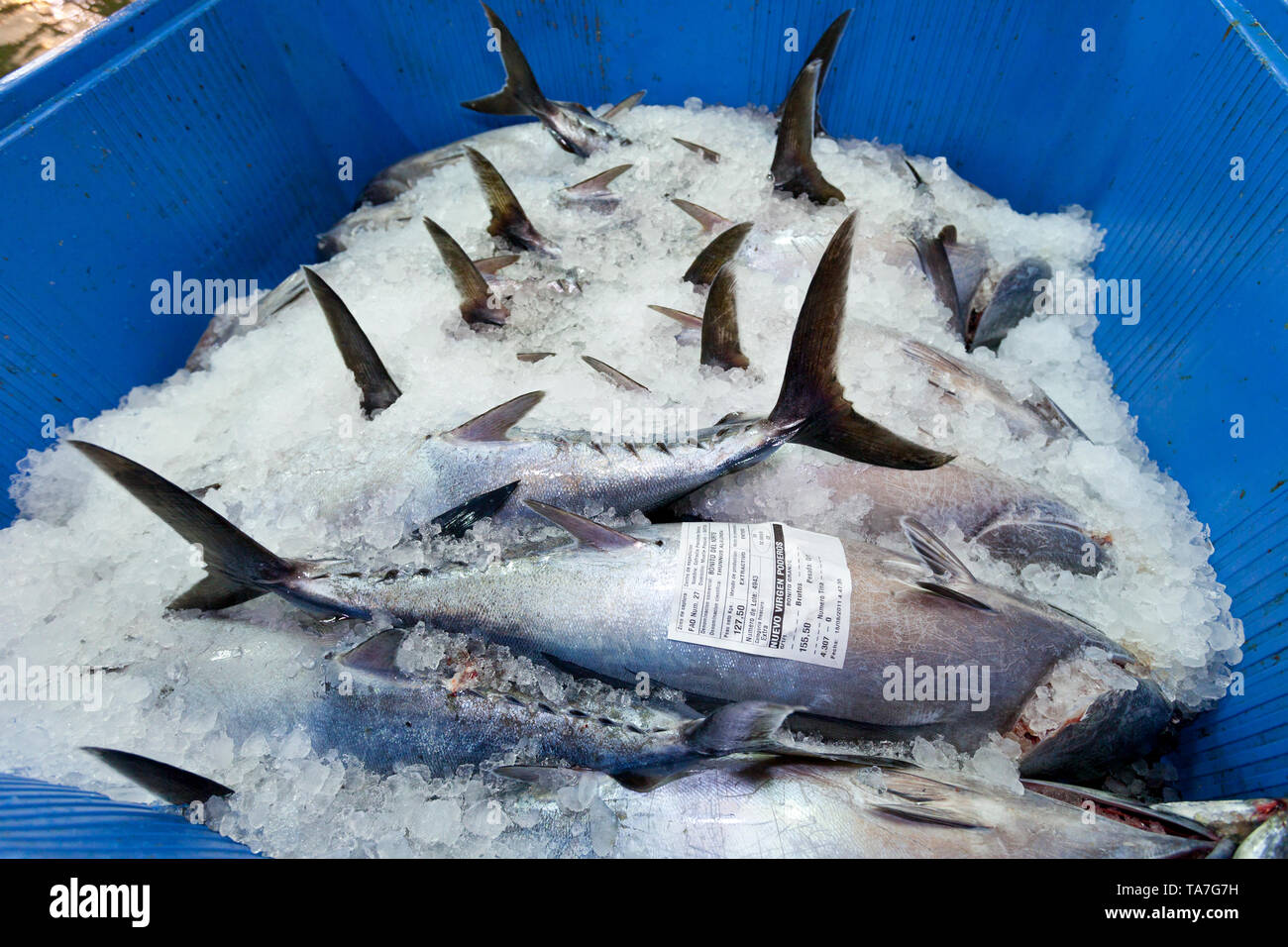 Longfin tuna alalunga hi-res stock photography and images - Alamy