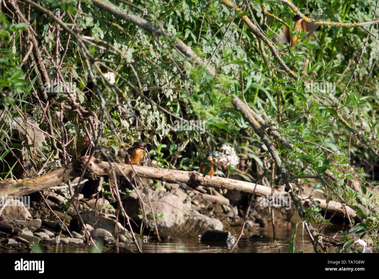Kingfisher's pool hi-res stock photography and images - Alamy
