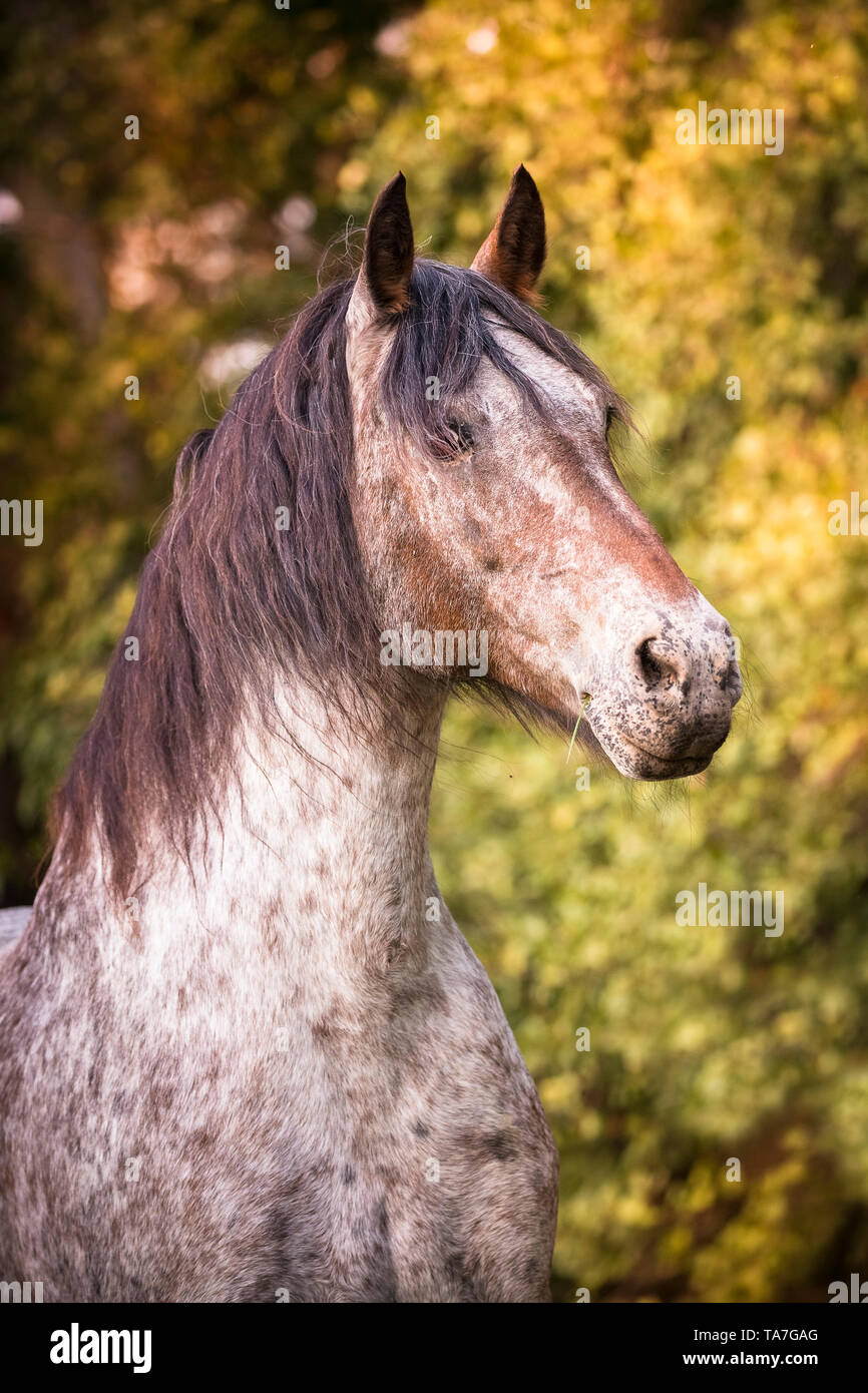 Roan horse head hi-res stock photography and images - Alamy