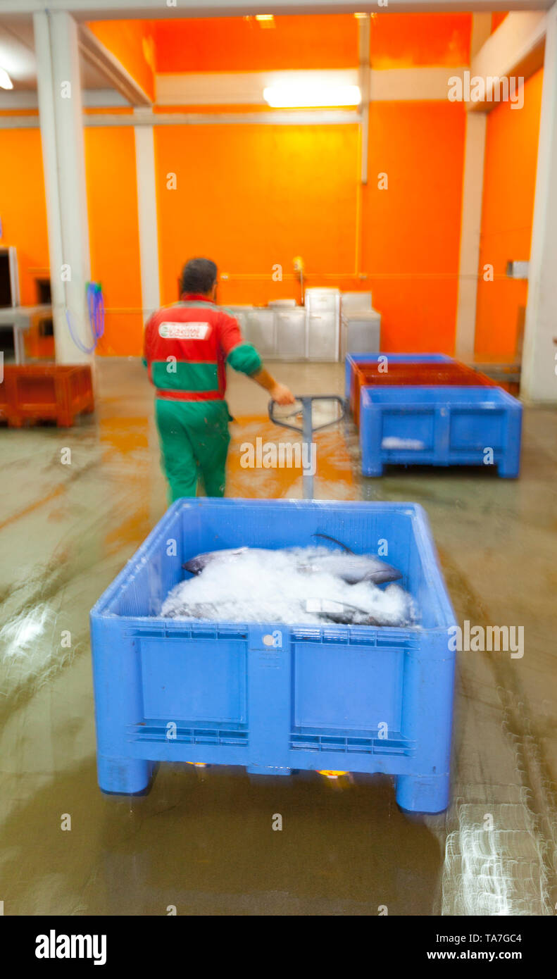 Bonito del norte hi-res stock photography and images - Alamy