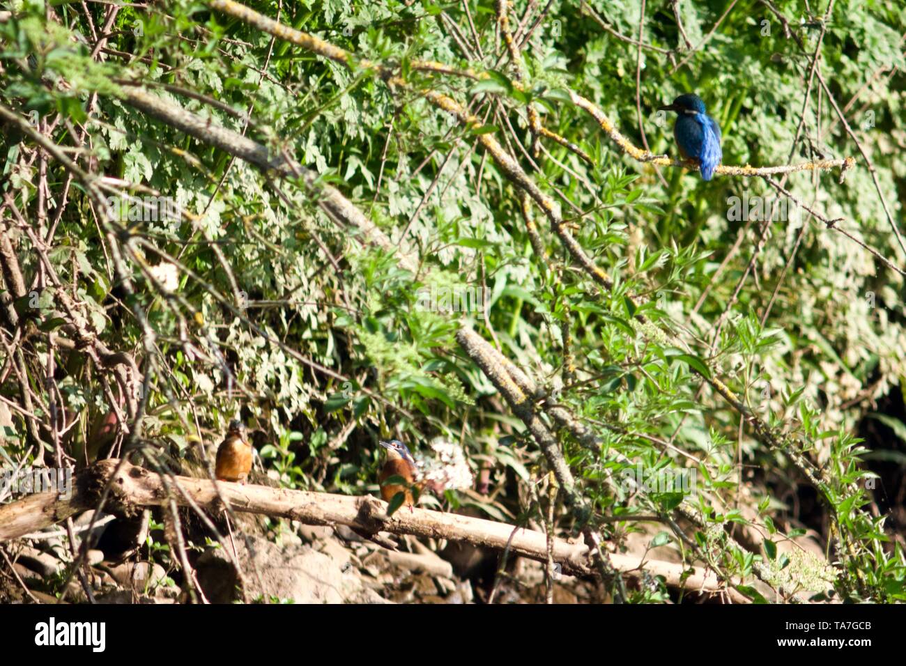 Kingfisher's pool hi-res stock photography and images - Alamy