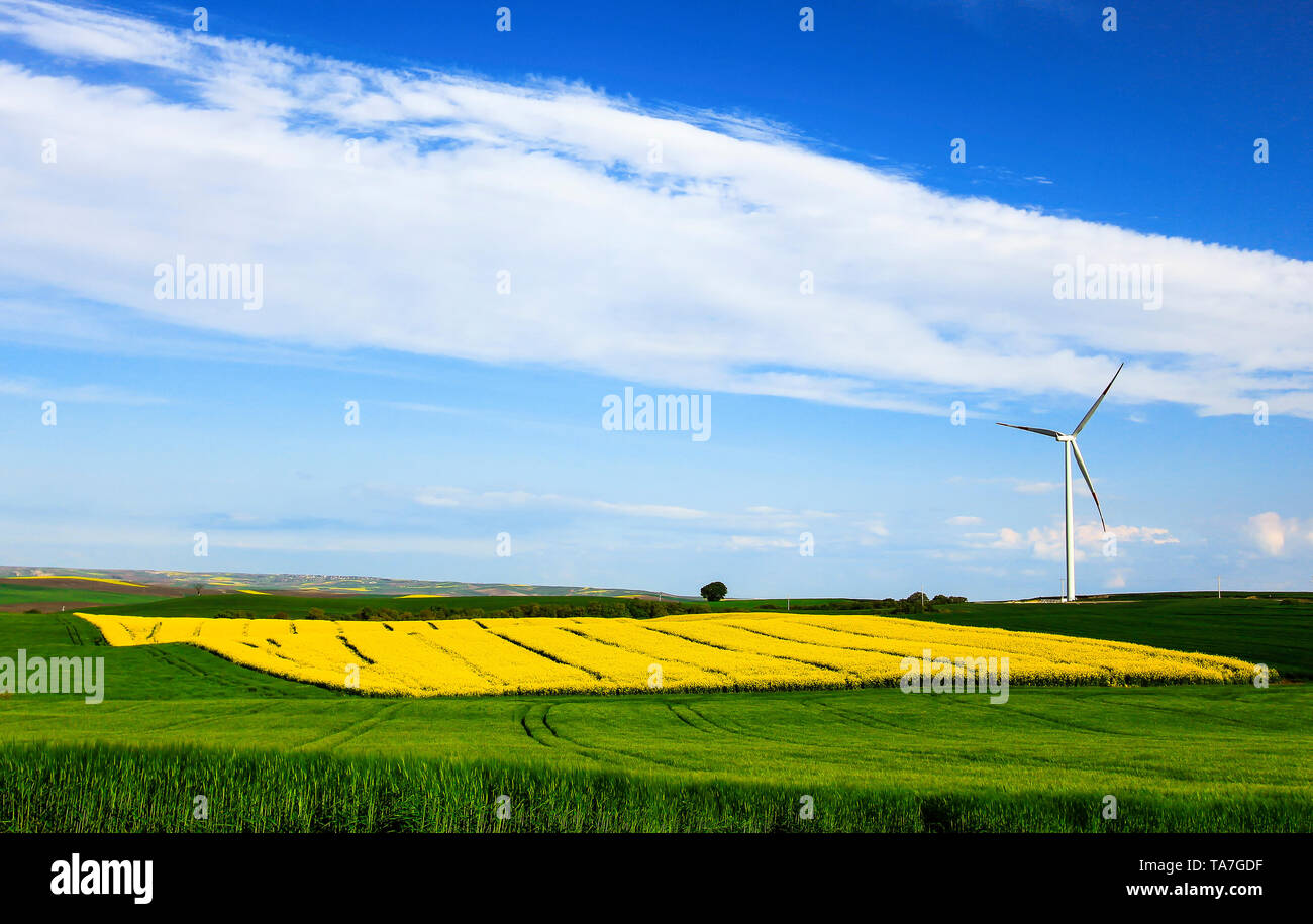 Canola and wind turbines hi-res stock photography and images - Alamy