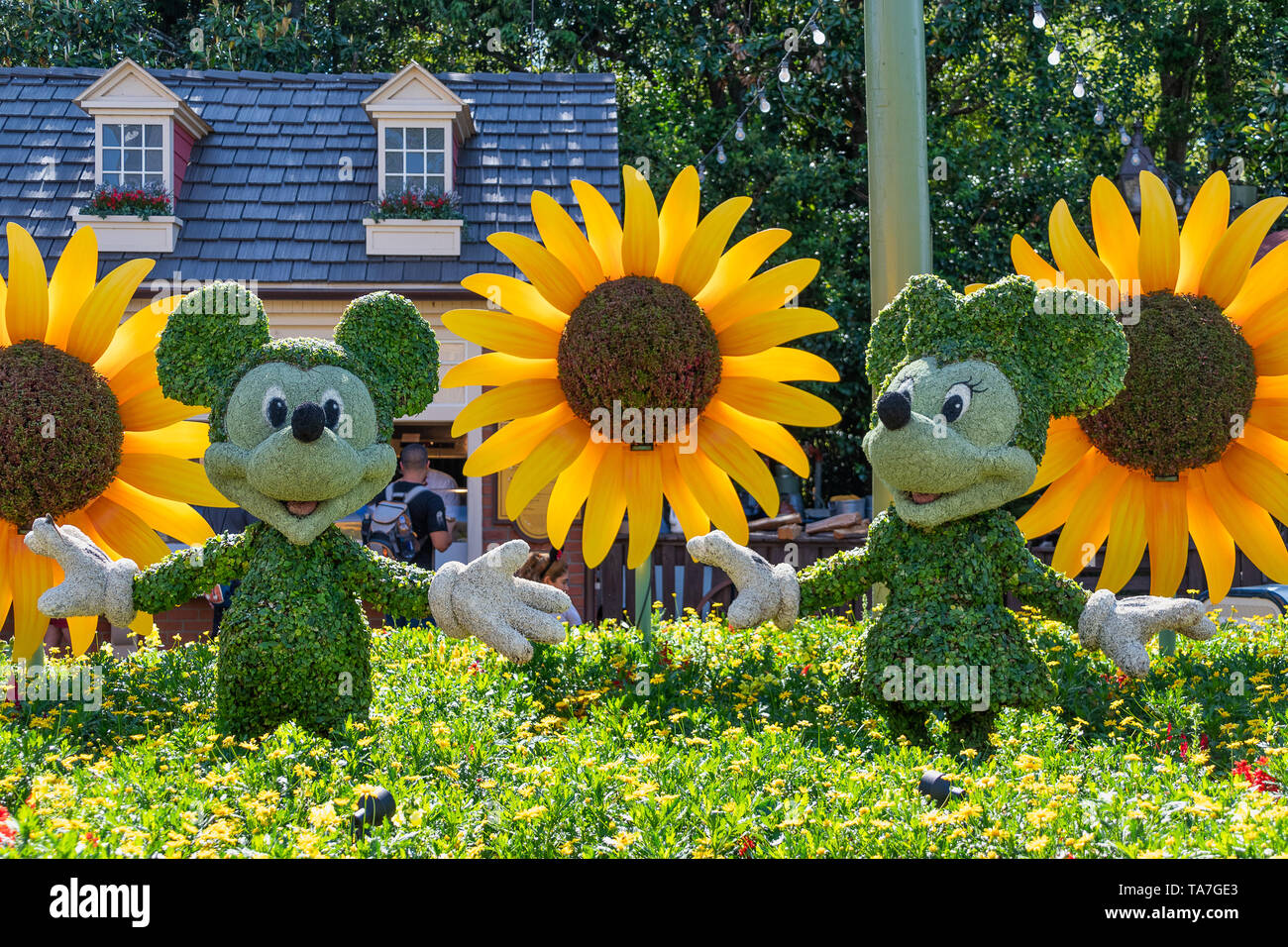ORLANDO, USA. 29TH APRIL 2019: Mickey and Minnie mouse topiary display ...