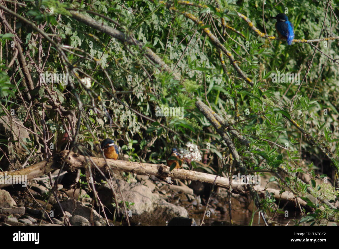 Kingfisher's pool hi-res stock photography and images - Alamy